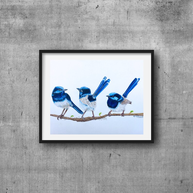 Blue Wren PRINT Coloured Pencil Art Birds Wildlife - Etsy