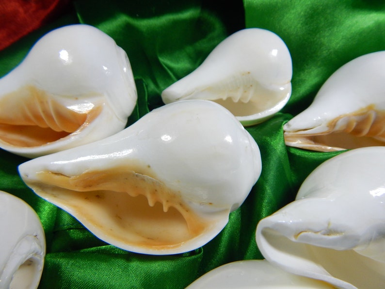 Holy Conch Shell Turbinella pyrum Horn Trumpet Gem Quality | Etsy