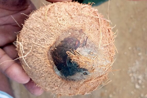 Real One Eye Coconut for Mahalaxmi Prosperity Goddess | Etsy