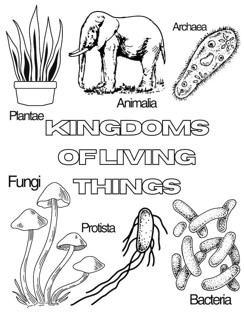 Classical Conversations Cycle One Kingdoms of Living Things Coloring ...