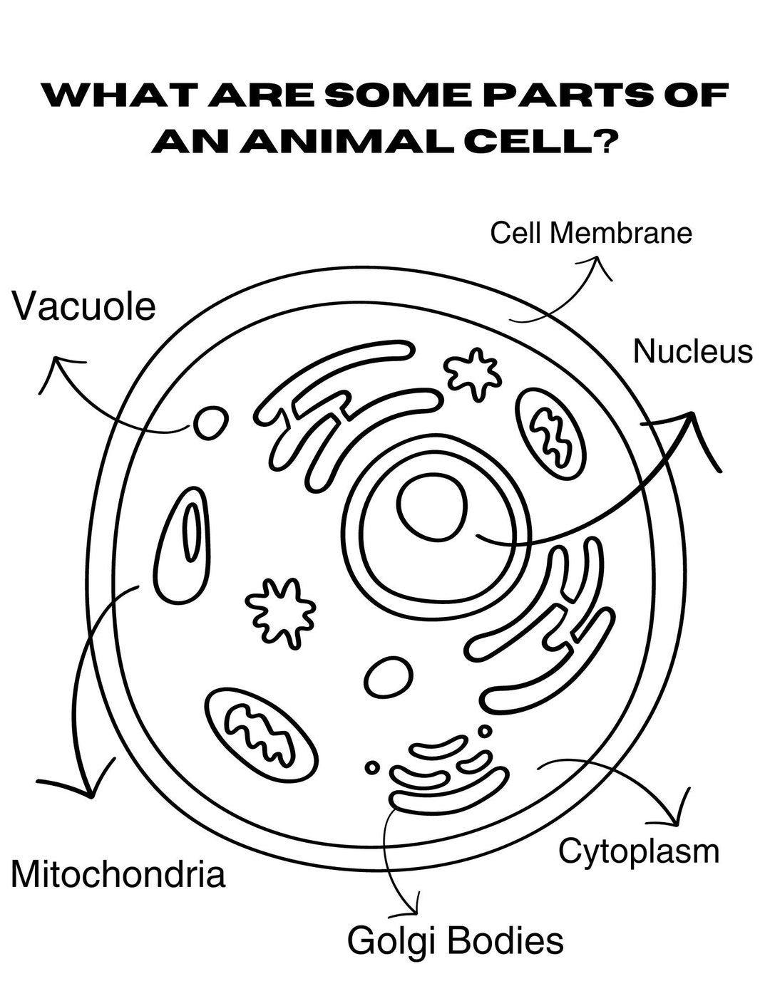 SCIENCE Animal Cell Coloring Sheet - Etsy