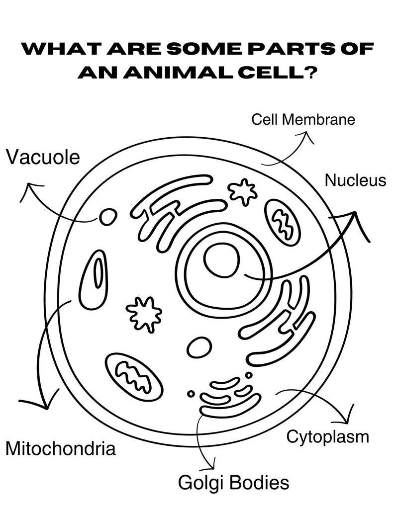 SCIENCE Animal Cell Coloring Sheet - Etsy