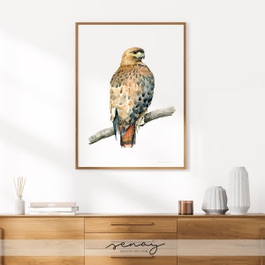 Art Print Gorgeous Red Tailed Hawk Watercolor Painting Museum Quality ...