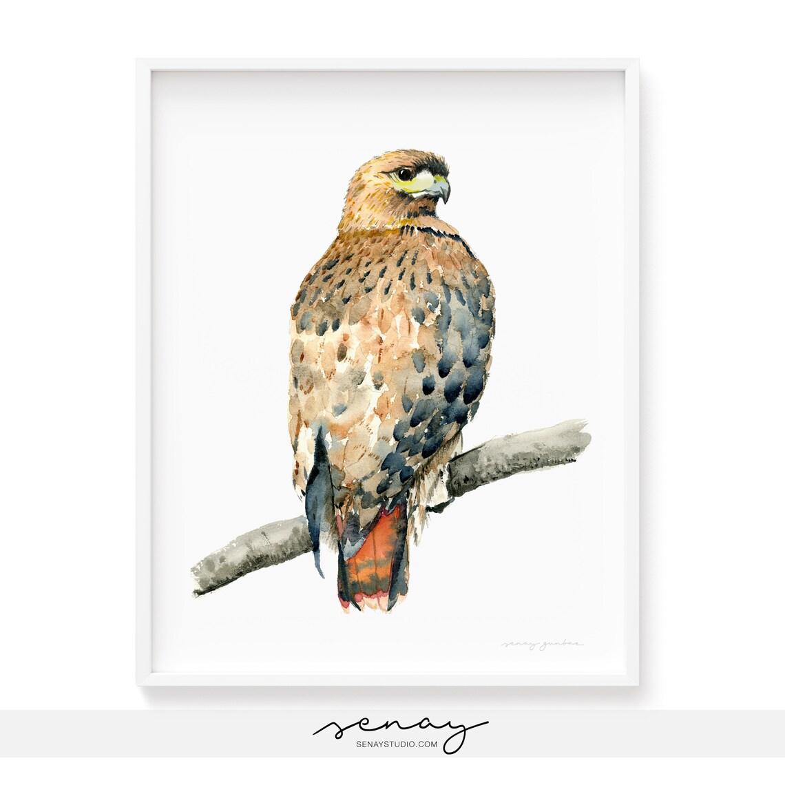 Art Print Gorgeous Red Tailed Hawk Watercolor Painting Museum - Etsy