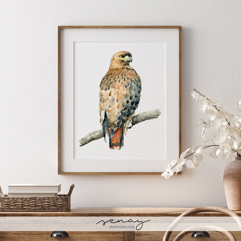 Art Print Gorgeous Red Tailed Hawk Watercolor Painting Museum - Etsy