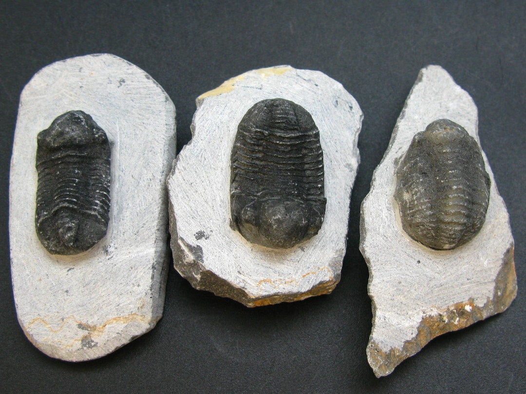 Lot of Tree Replica Trilobite Fossil in Matrix - Etsy