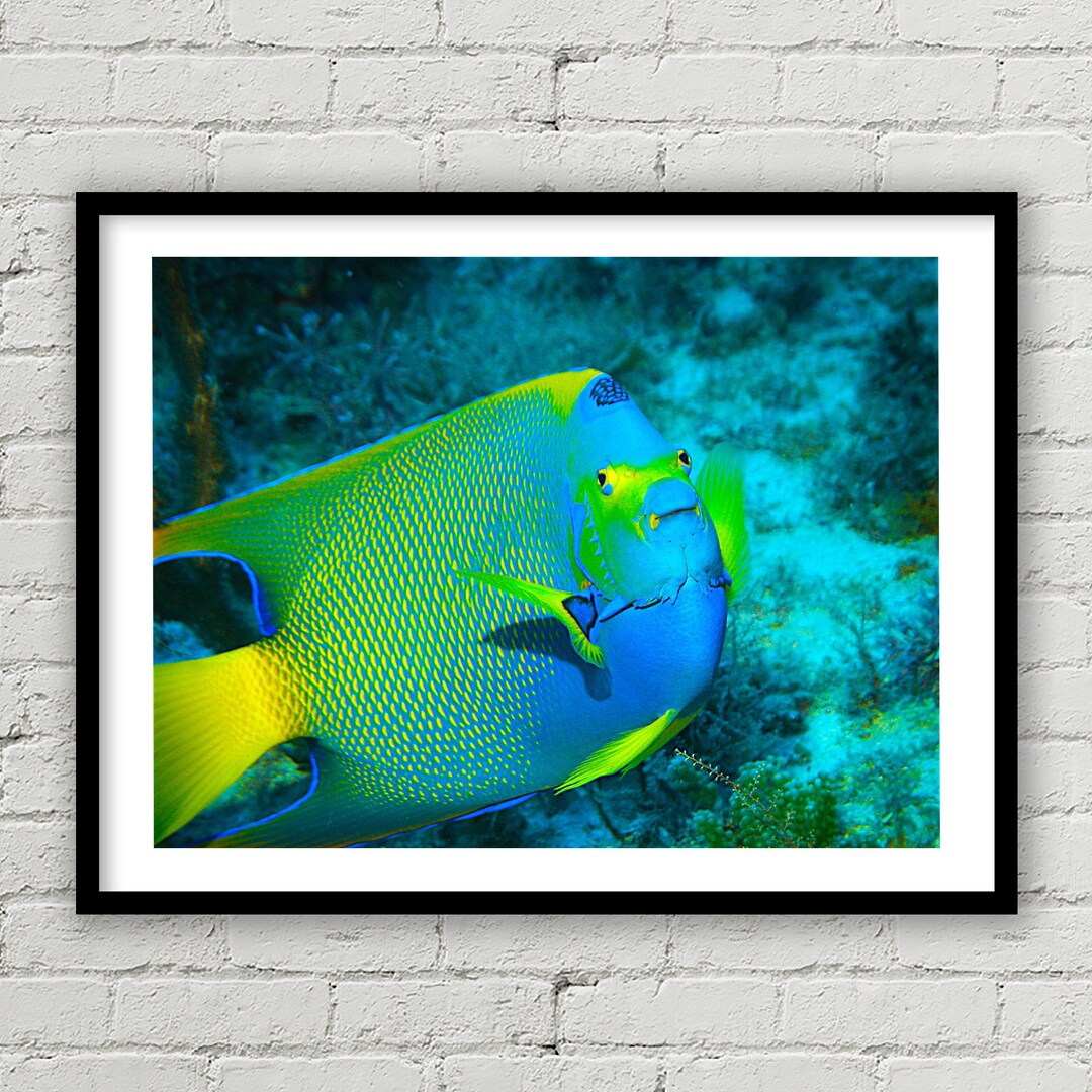 Large Queen Angel Fish Photograph, Underwater Print, Coral Reef Photo ...