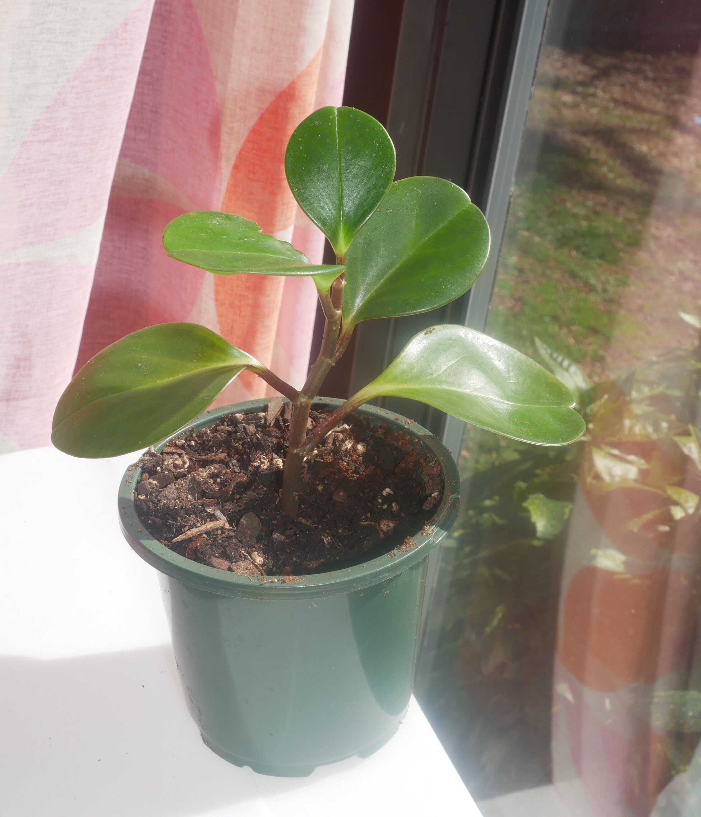 Peperomia Obtusifolia, Blunt Leaved Radiator Plant or Baby Rubber Tree ...