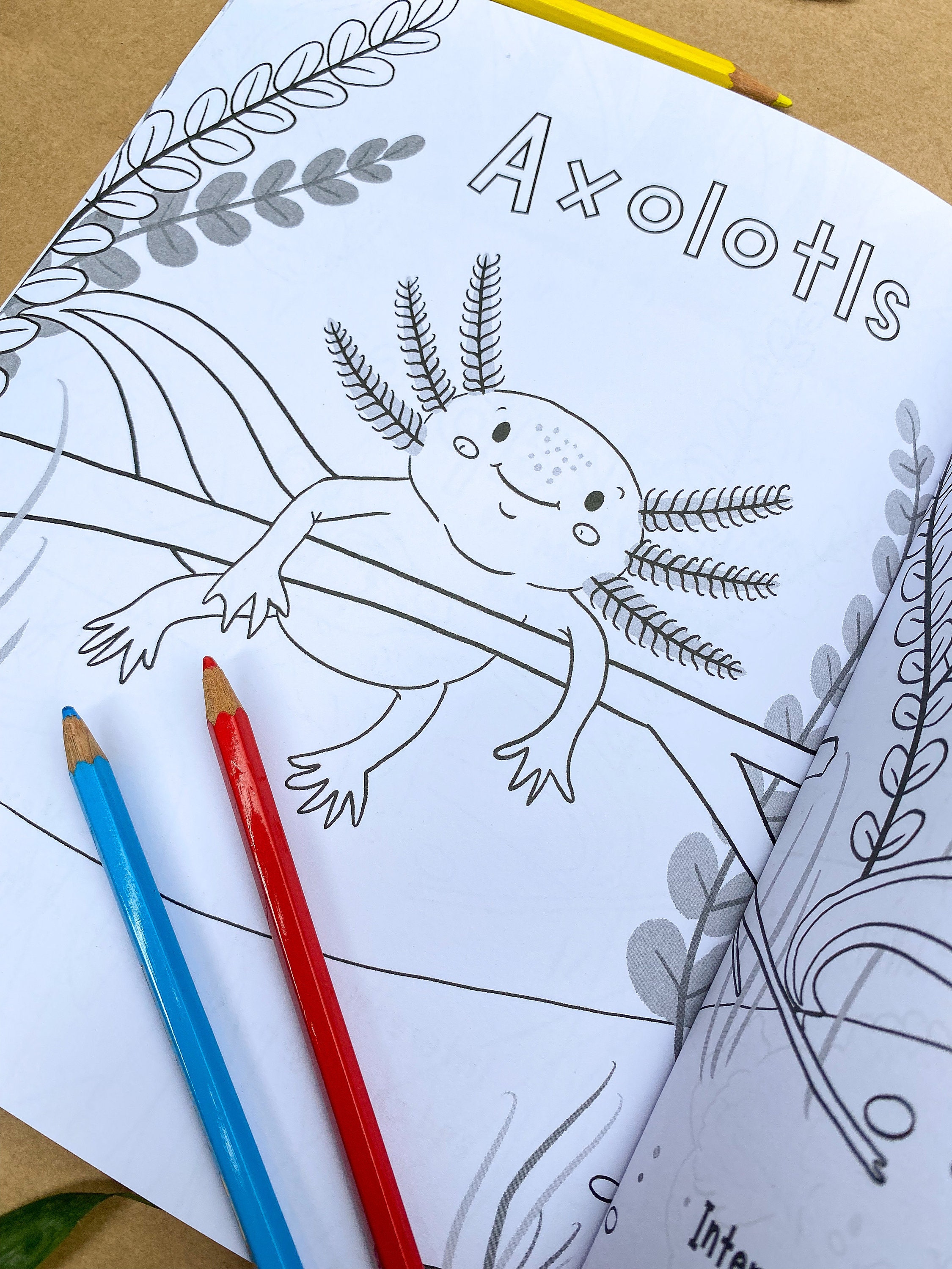 Colour and Discover Adorable Animals Around the World - Colouring ...