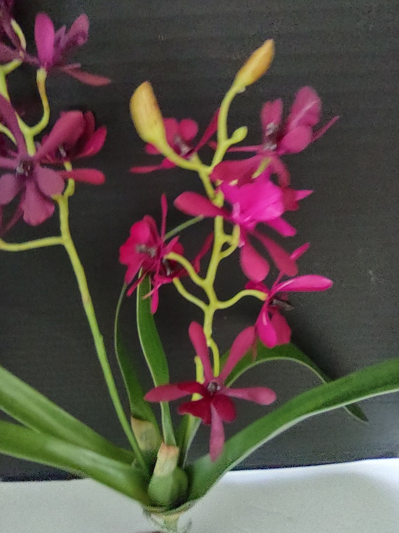 Artificial Mini Cattleya Orchid Stem DEEP WINE - Etsy