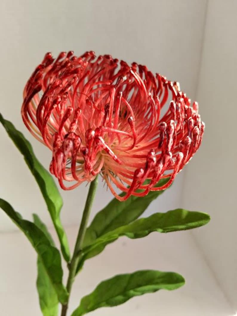 Needle Protea Stems. Hawaiian Flowers. Tropical Flowers RUST - Etsy