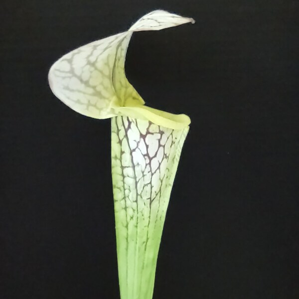 Pitcher Plant - Etsy