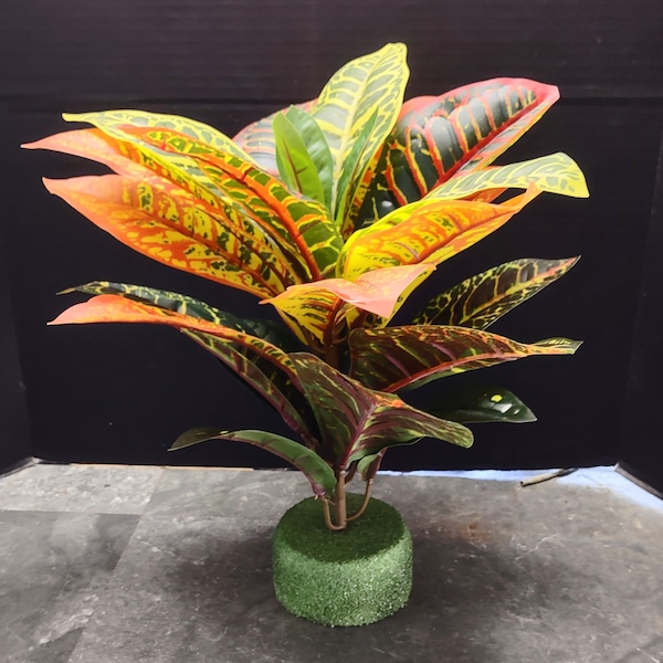 Croton - Etsy