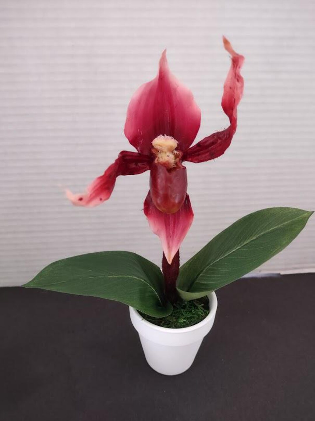Mini Artificial Phragmipedium Lady Slipper Orchid Sm - Etsy