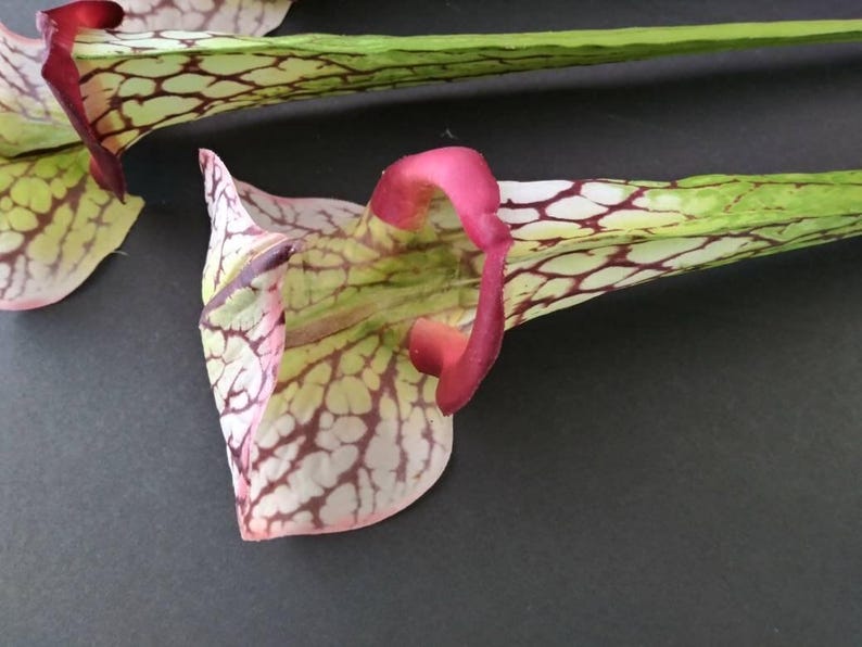 23" ARTIFICIAL Pitcher Plant Stems - Etsy