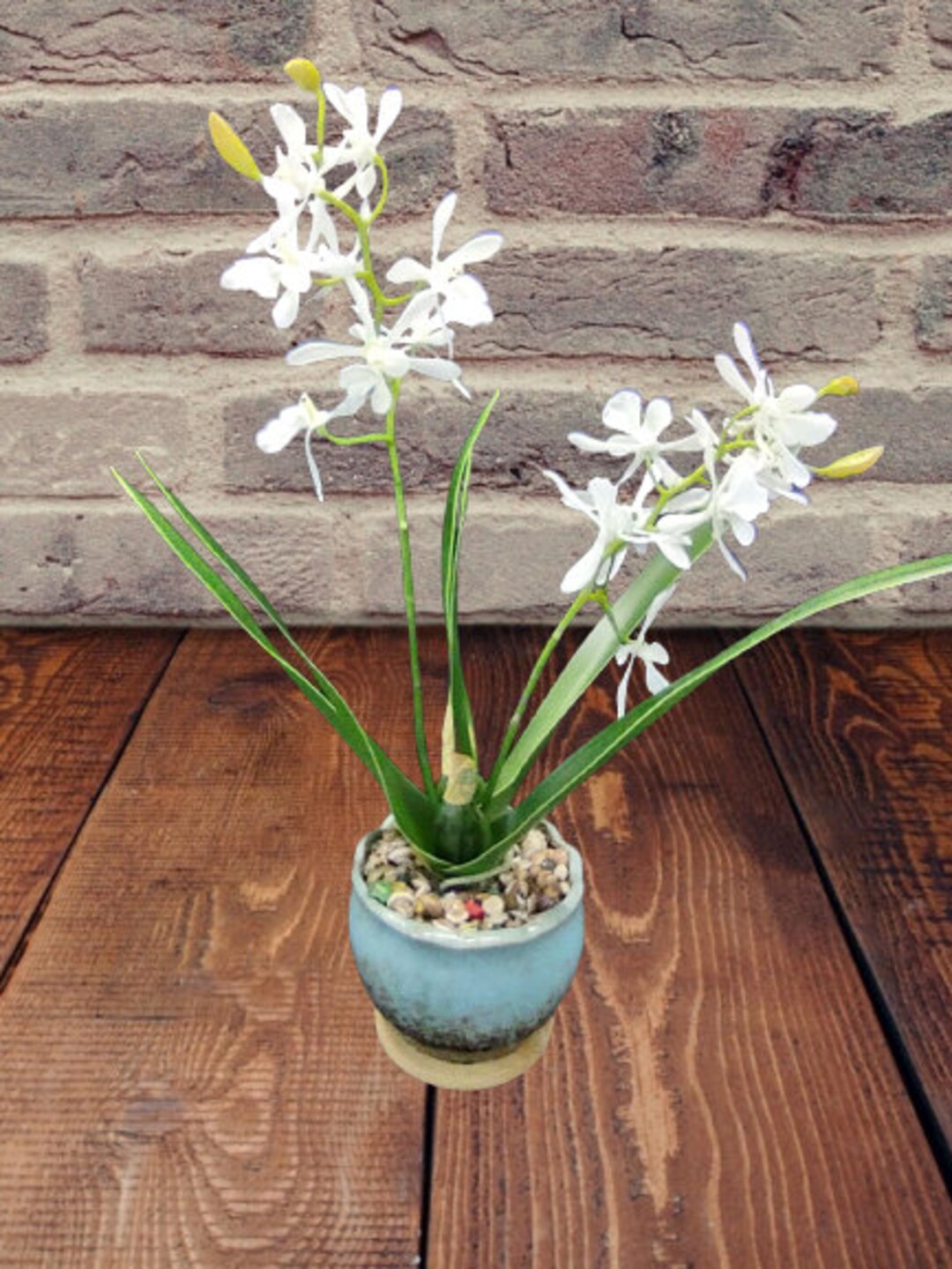 SALE 16 Artificial Mini Cattleya Orchid Plant in Ceramic Pot - Etsy