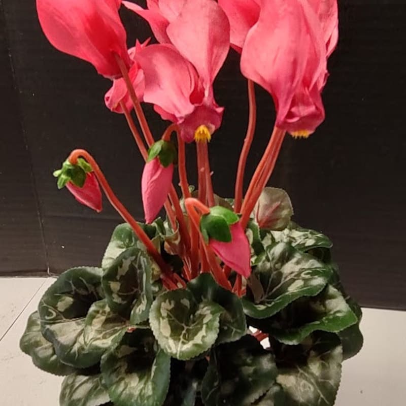 Cyclamen Plant - Etsy