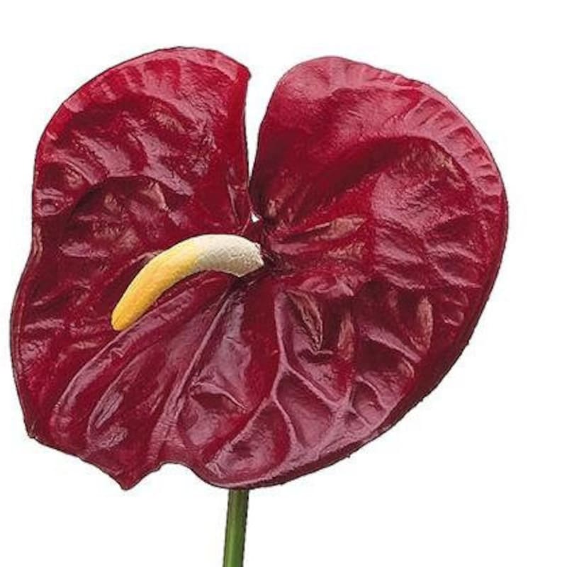 Anthurium - Etsy