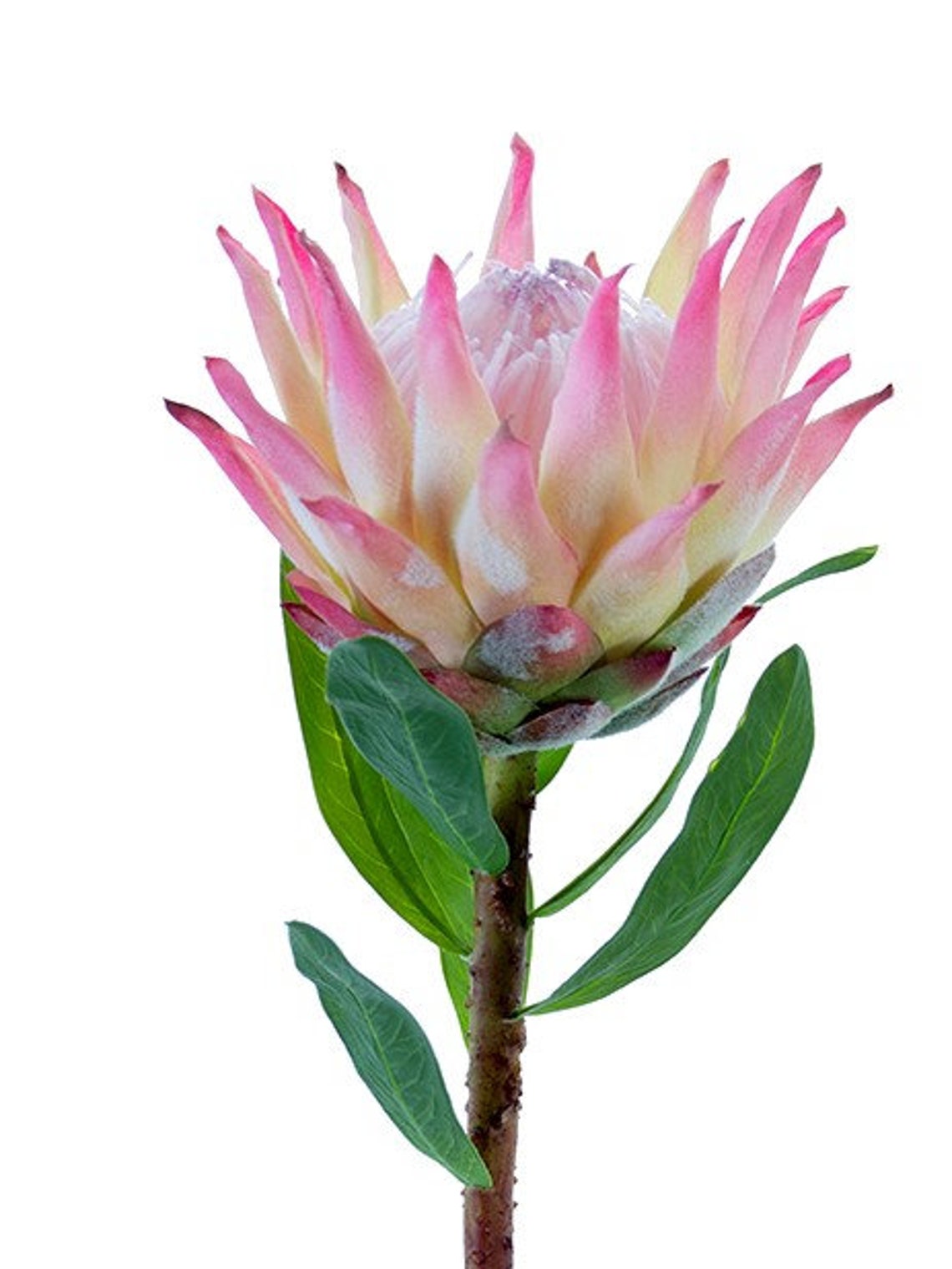 Protea Stems. Hawaiian Flowers. Tropical Flowers PINK - Etsy