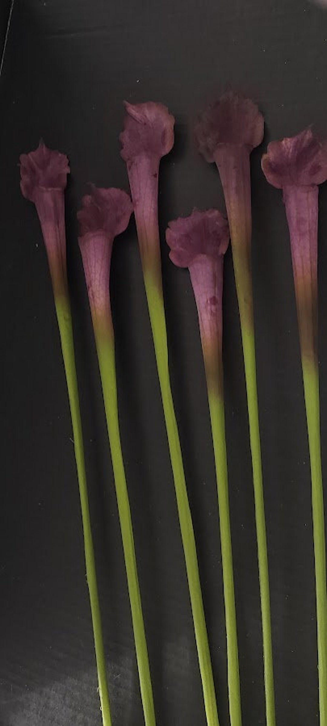 SIX 20" ARTIFICIAL Pitcher Plant Stems GRAPE - Etsy