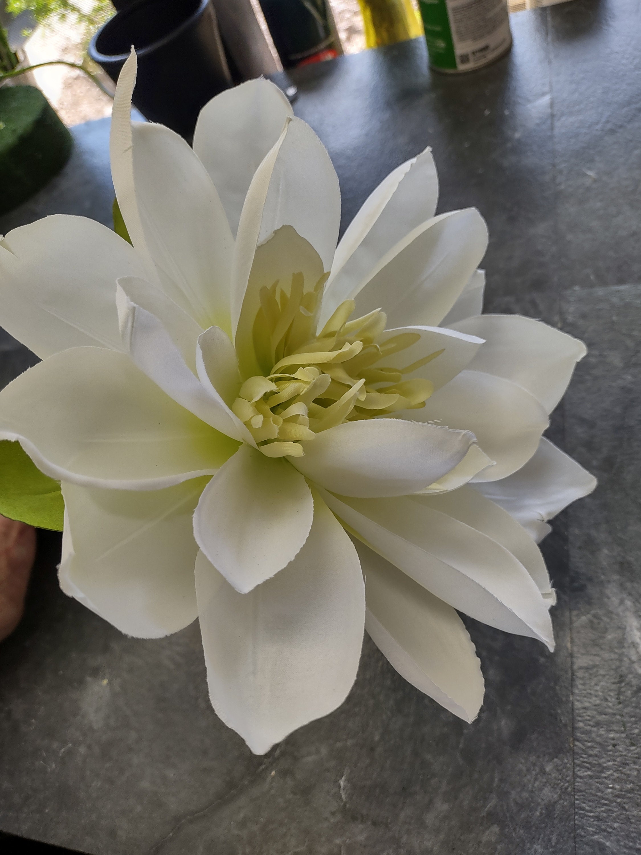 Lotus Flower Pod Head And Shoulder