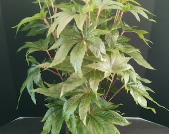 Fake Marijuana Plant | Etsy