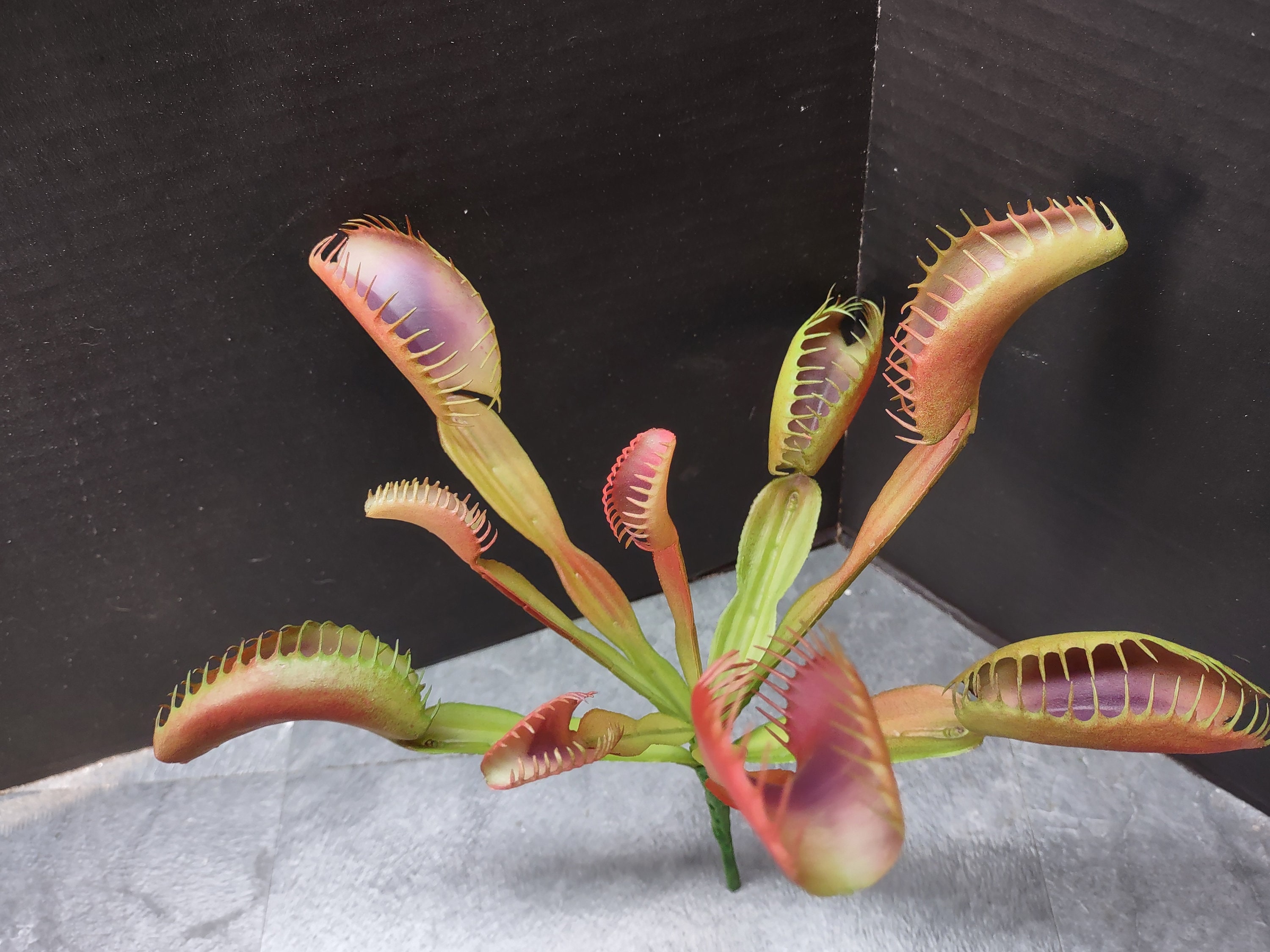 Giant Venus Fly Traps