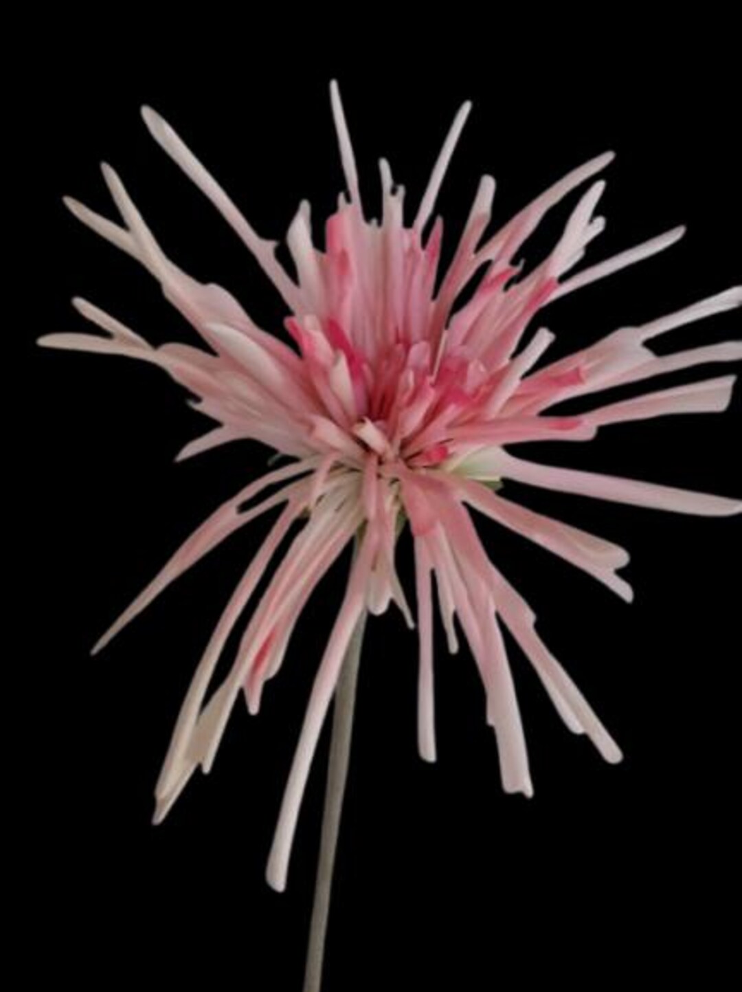Artificial Real Touch Fuji Mum Stems - Etsy
