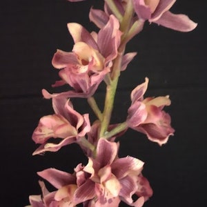 Artificial Cymbidium Orchid Table Decoration - Etsy
