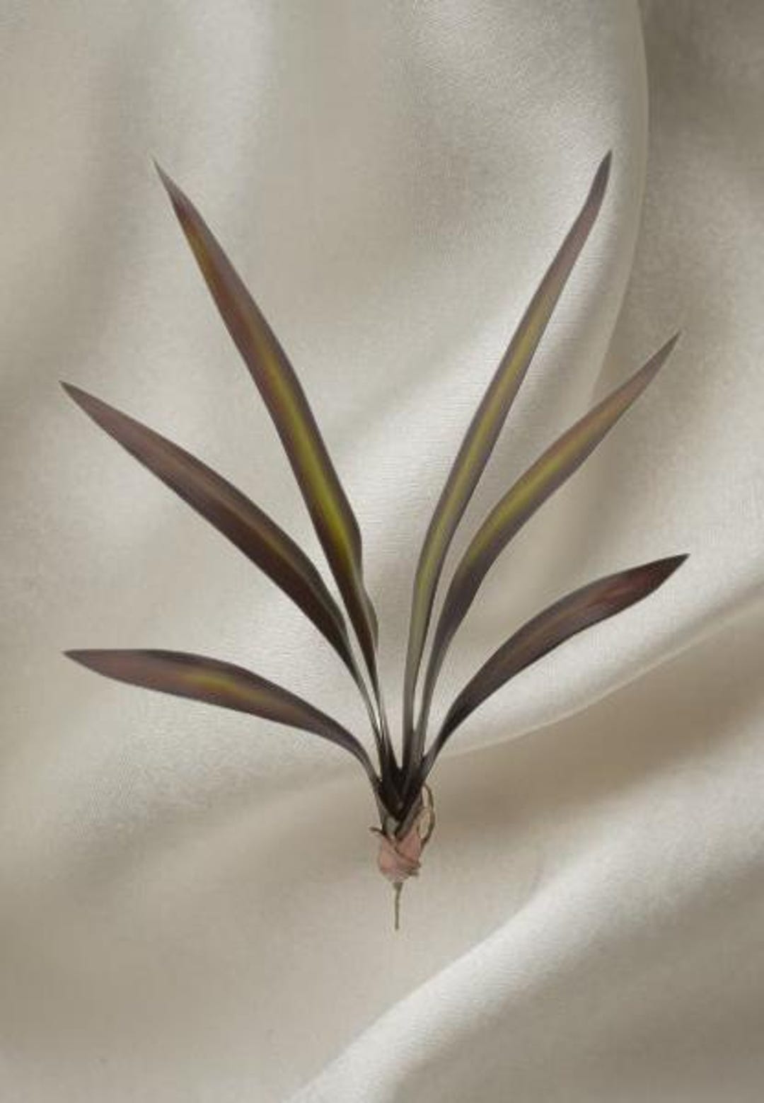 Cymbidium Orchid Leaf X 6 Leaves With Roots - 25" Tall (BR/SG) - Etsy