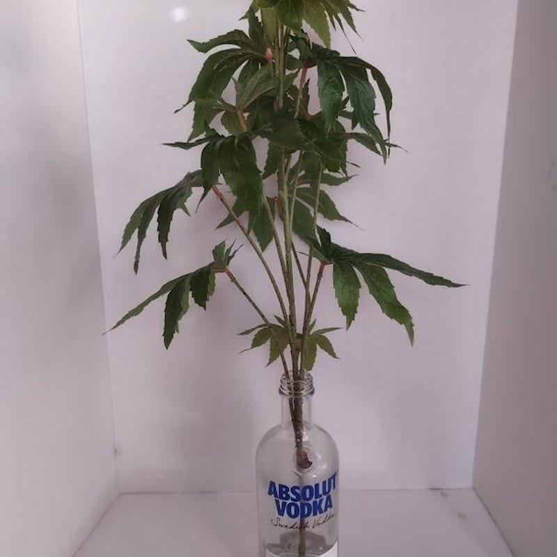 Fake Marijuana Plant - Etsy