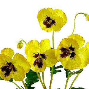 Artificial Pansy Flower Stem - Etsy