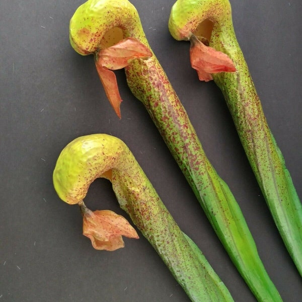 Pitcher Plant - Etsy