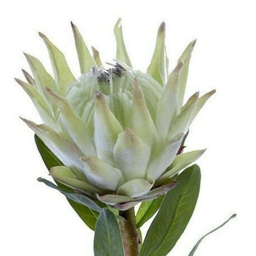 Artificial Protea Stems. Hawaiian Flowers. Tropical Flowers - Etsy