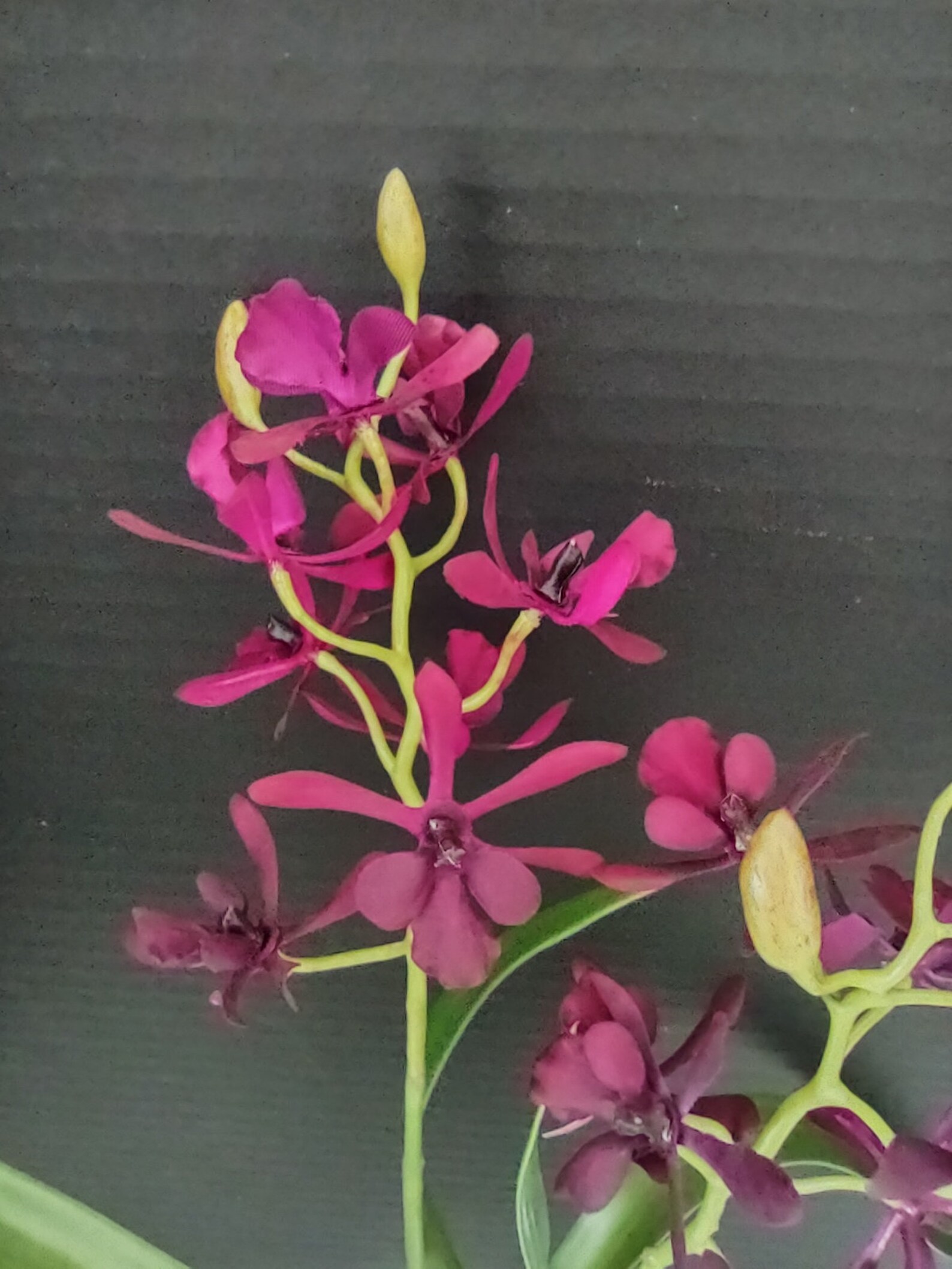 Artificial Mini Cattleya Orchid Stem DEEP WINE - Etsy