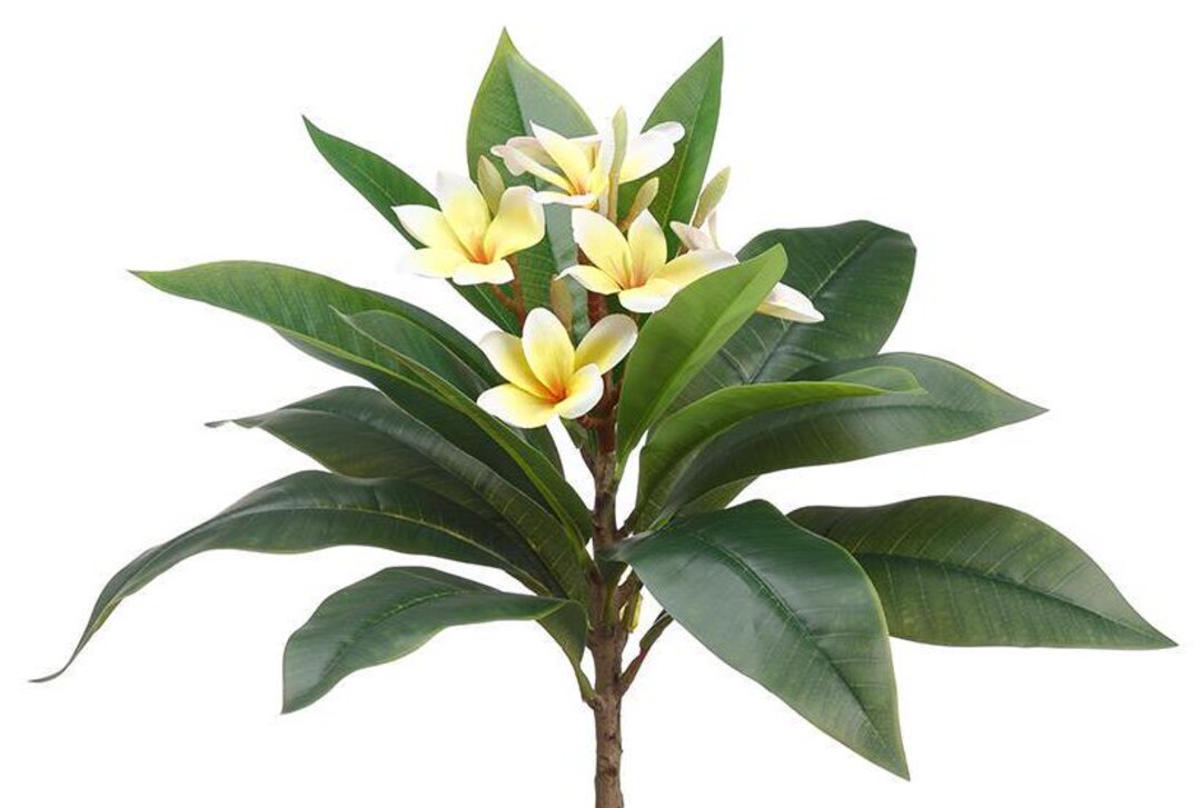 34" ARTIFICIAL Frangipani (plumeria) Stem YE/CR - Etsy