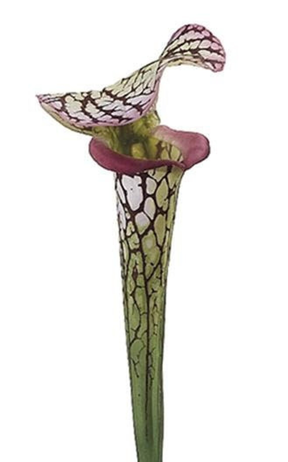 26" ARTIFICIAL Pitcher Plant Stem GREEN - Etsy