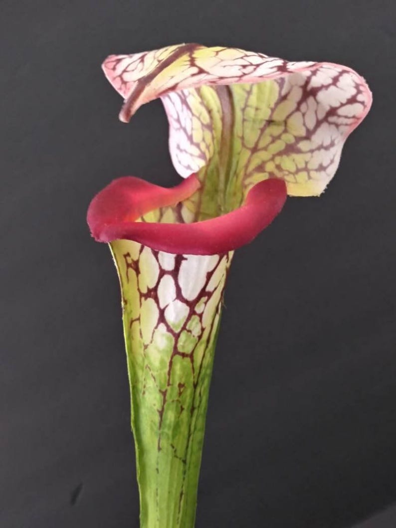 23" ARTIFICIAL Pitcher Plant Stems - Etsy