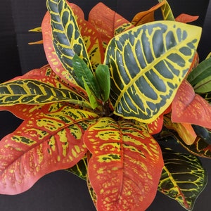 Artificial Croton Centerpiece. Silk Flower Floral Arrangements - Etsy