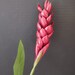 MINI Ginger Lily Stem. Silk Flower Floral Arrangements Tropical ...