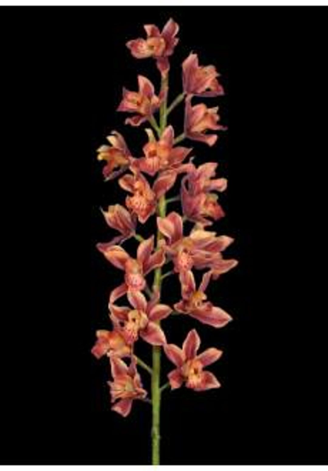 Artificial Cymbidium Orchid Stem RUST MAUVE - Etsy