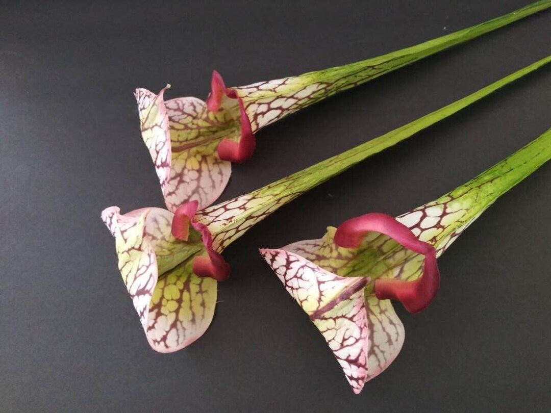 23" ARTIFICIAL Pitcher Plant Stems - Etsy