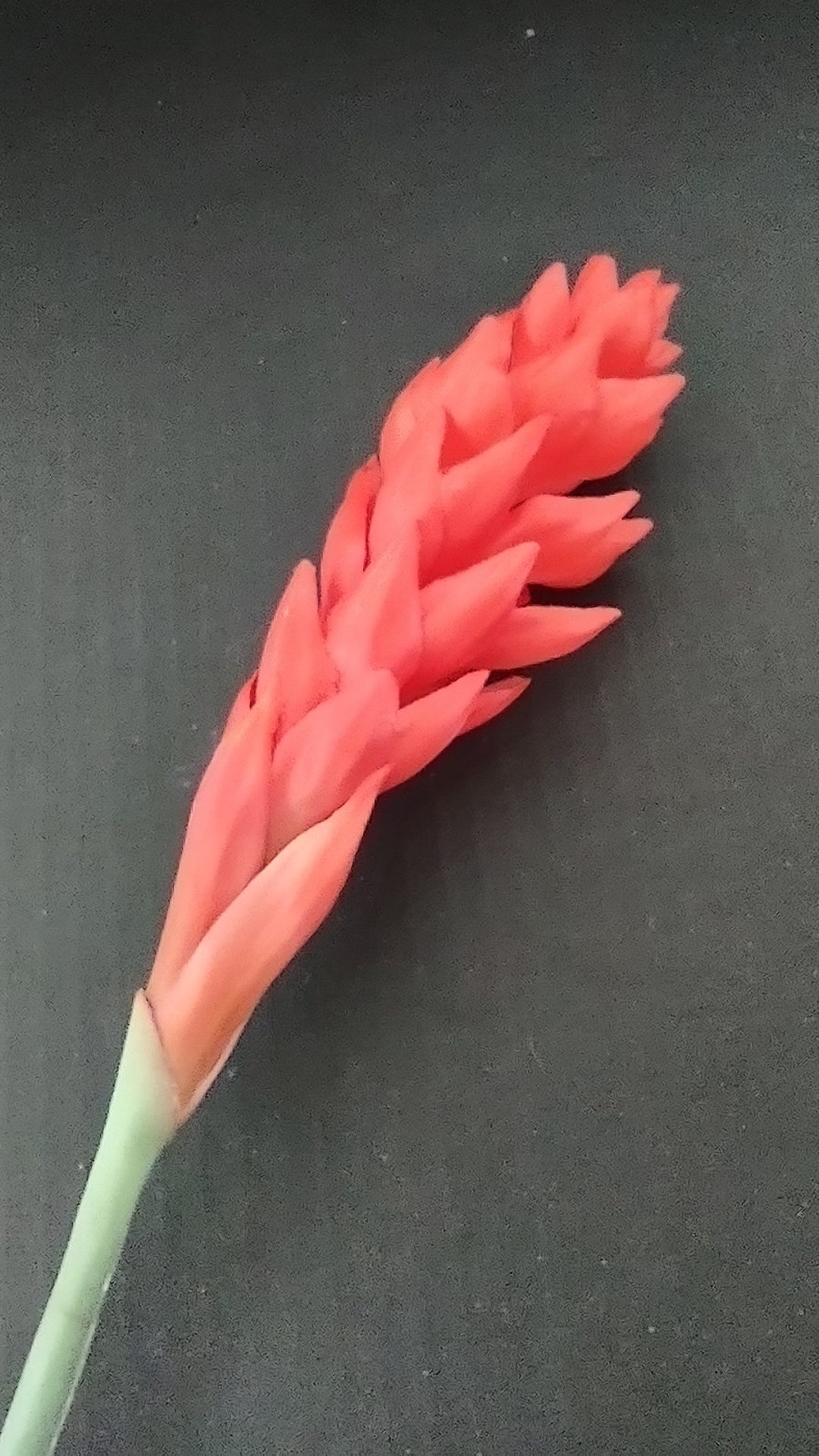 MINI Ginger Lily Stem. Tropical Hawaiian Flowers CORAL - Etsy