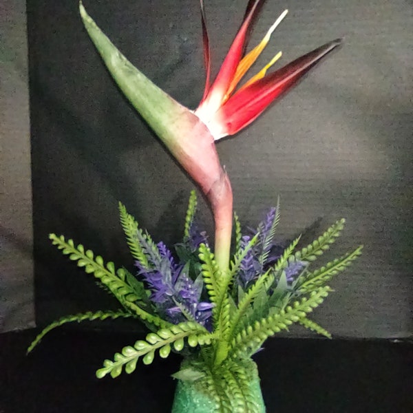 Red Bird of Paradise Plant - Etsy
