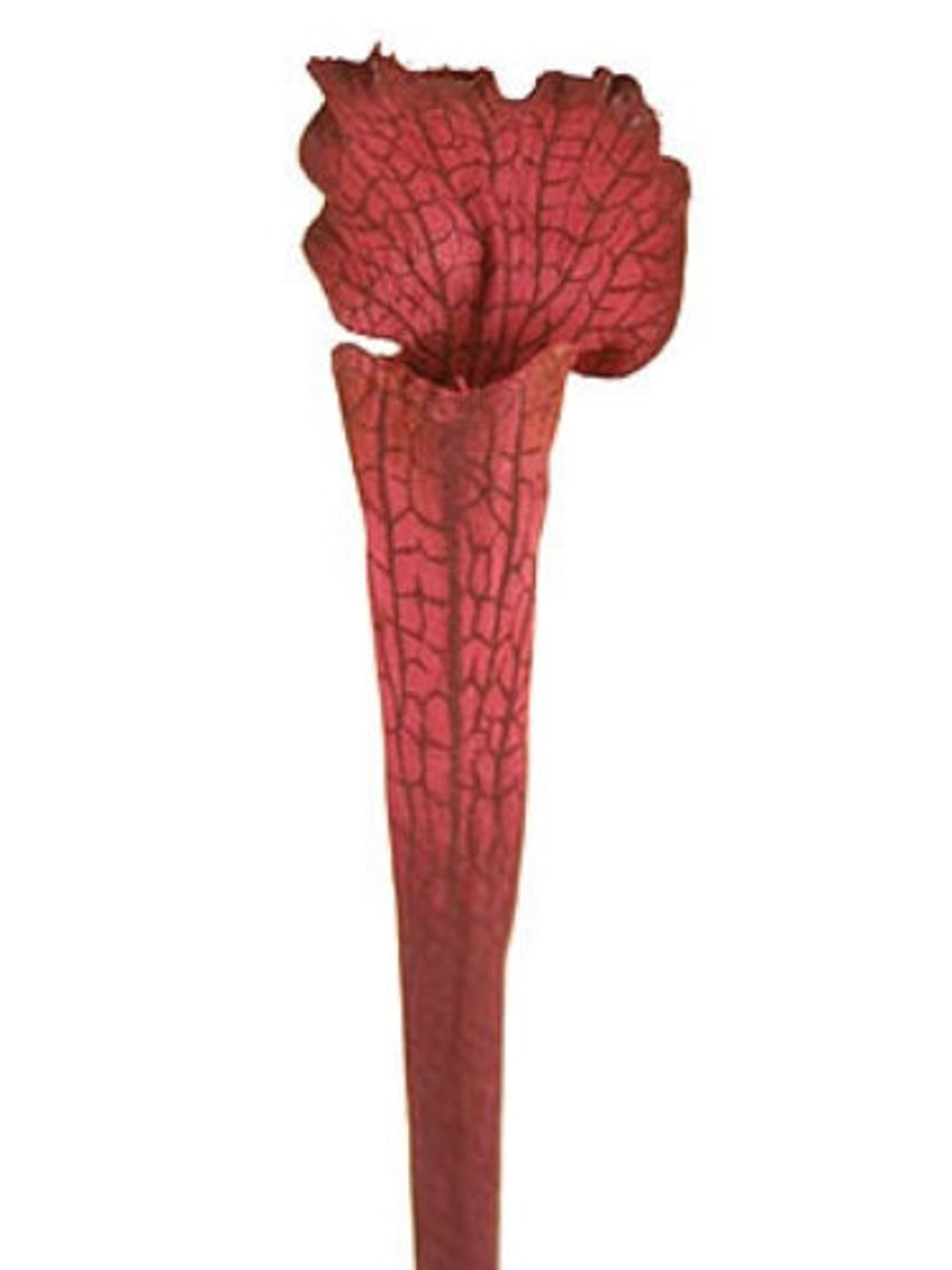 SIX 20" ARTIFICIAL Pitcher Plant Stems WINE - Etsy