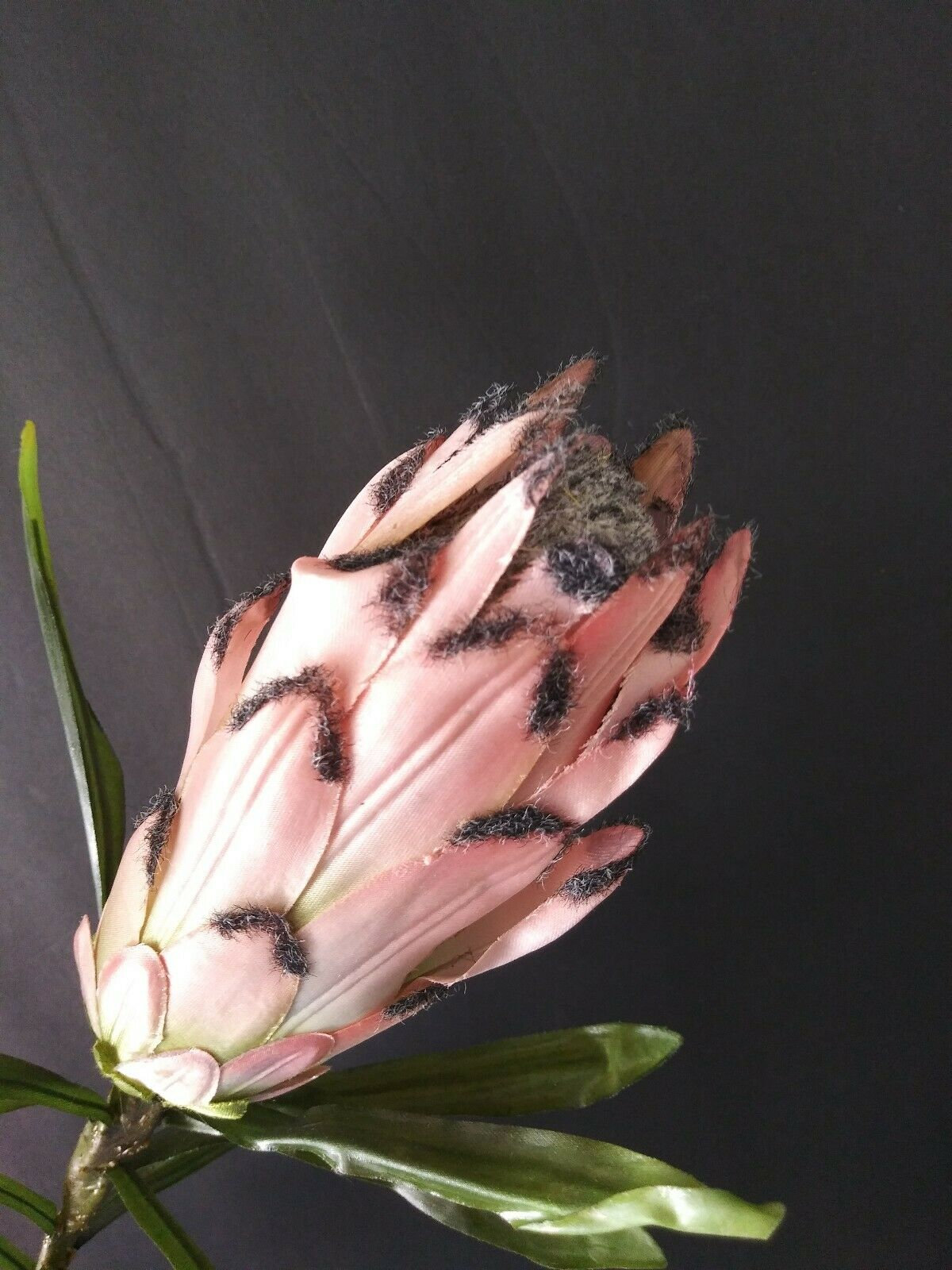Protea Stems. Hawaiian Flowers. Tropical Flowers With a Tinge of Pink ...