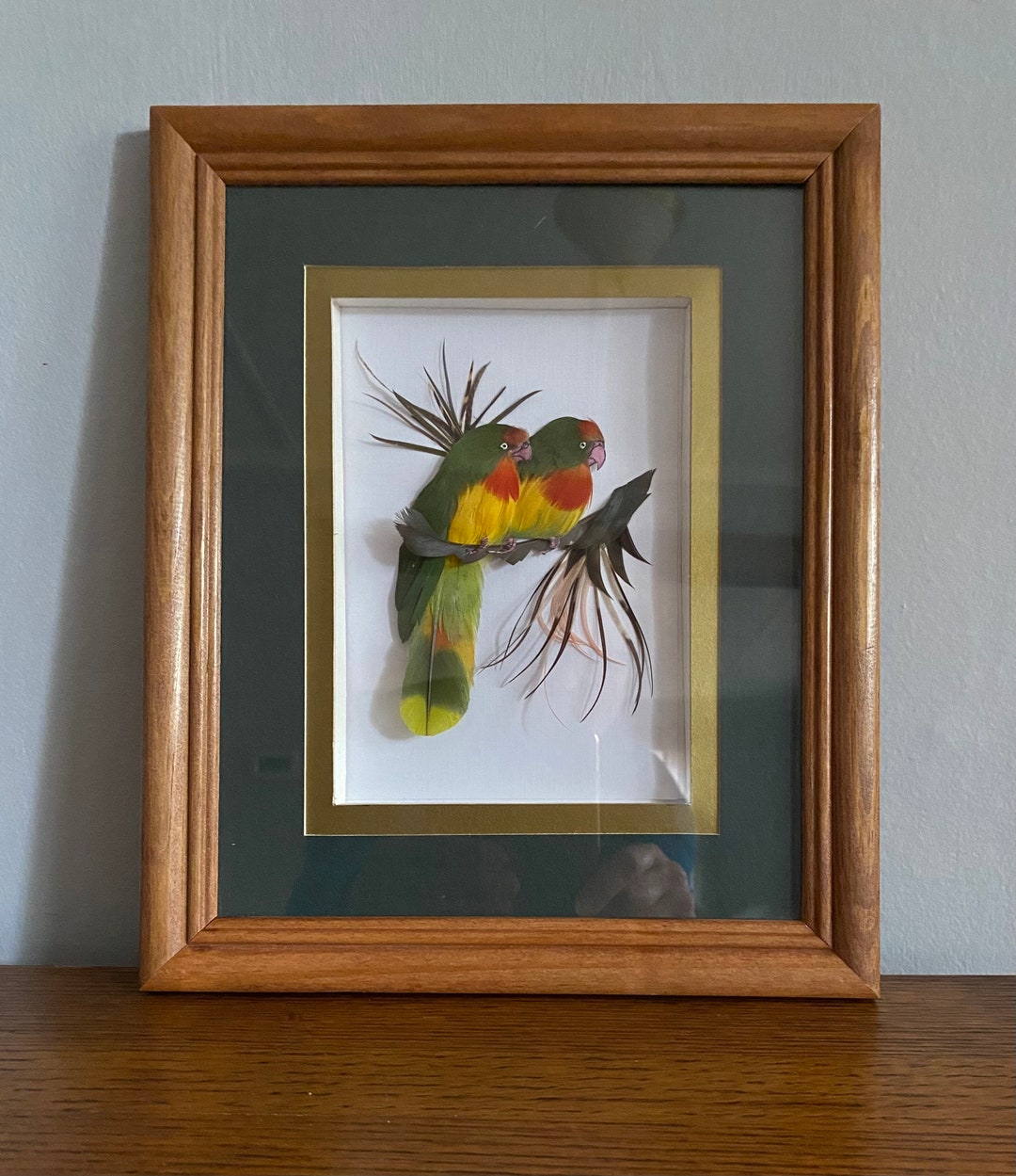Vintage Nicely Framed Dimensional Parrot Art Real Feathers Bright ...