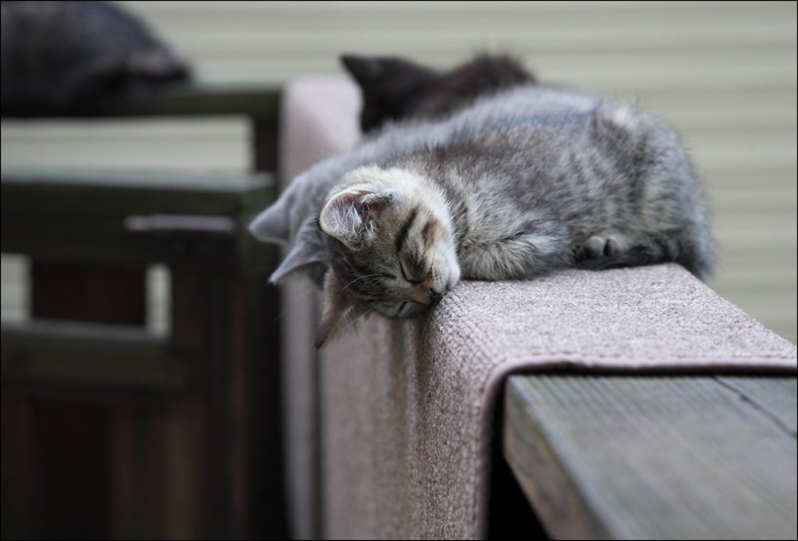 Nap Time Kittens Cat Digital Download Color Photo Fine - Etsy