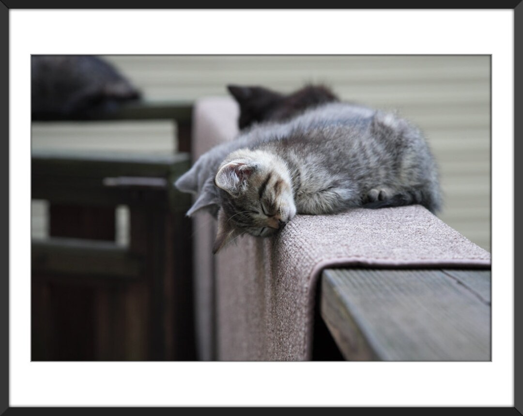 Nap Time Kittens Cat Digital Download Color Photo Fine Art Nature ...