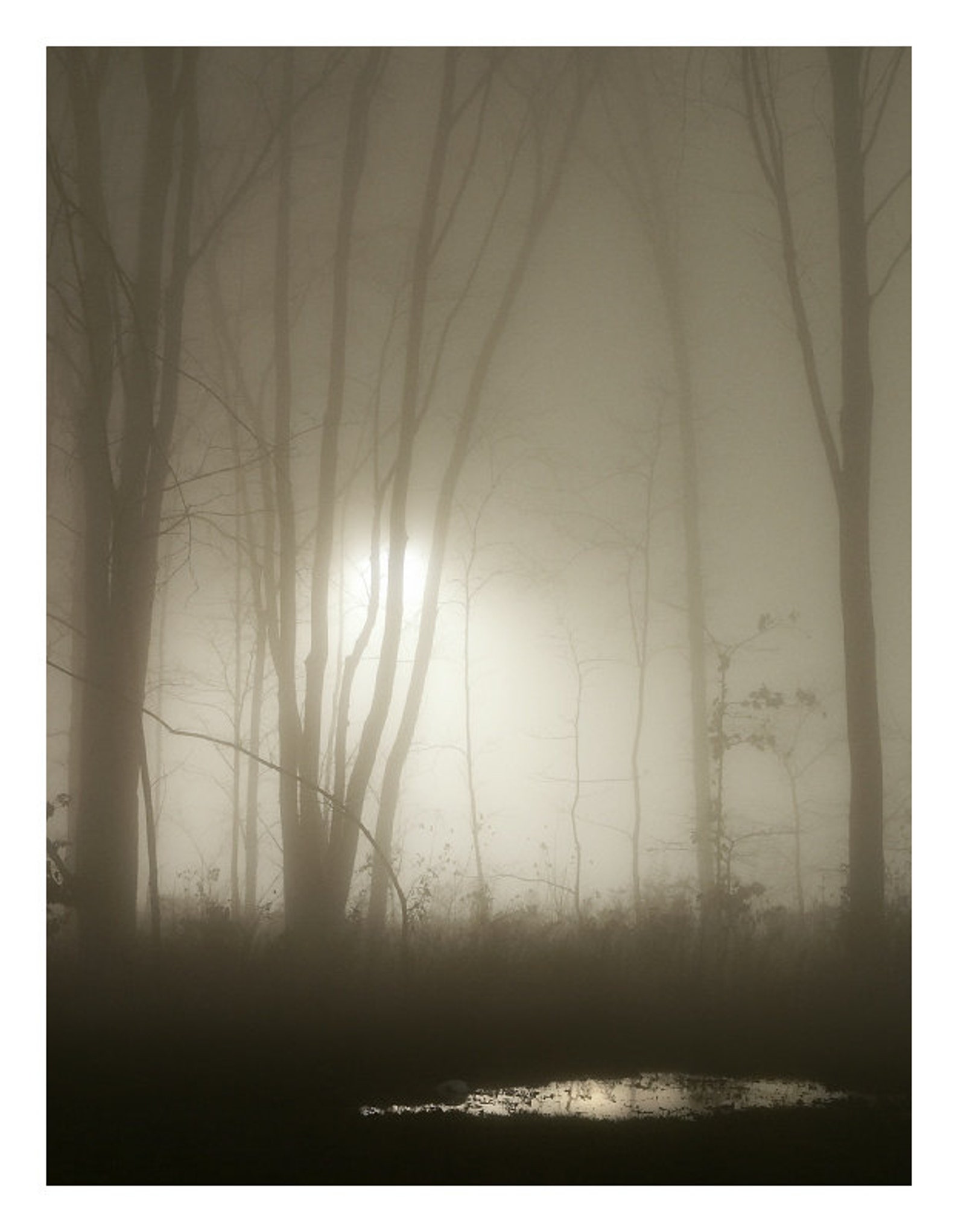 Night Fog - Photo Print - Nature Photography (NP03) - Trees in Fog ...